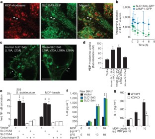Endosomes are specialized platforms for bacterial sensing and NOD2 ...