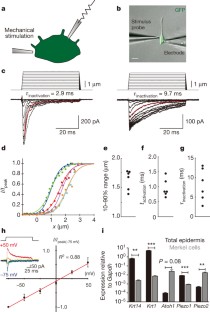 Epidermal Merkel cells are mechanosensory cells that tune mammalian ...