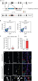 Piezo2 is required for Merkel-cell mechanotransduction | Nature