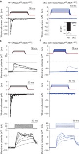 Piezo2 is required for Merkel-cell mechanotransduction | Nature