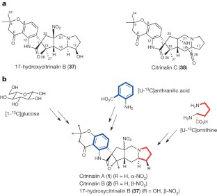 Total synthesis and isolation of citrinalin and cyclopiamine congeners ...