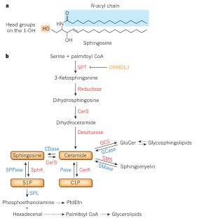 Sphingolipid metabolites in inflammatory disease | Nature