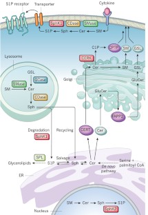 Sphingolipid metabolites in inflammatory disease | Nature