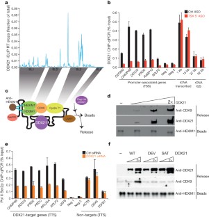 RNA helicase DDX21 coordinates transcription and ribosomal RNA ...