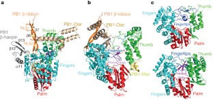Structure of influenza A polymerase bound to the viral RNA promoter ...