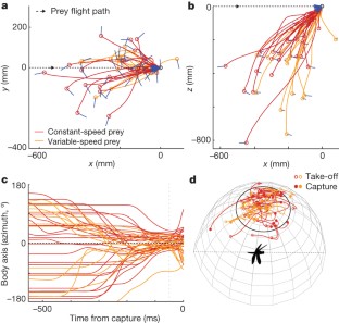 Internal models direct dragonfly interception steering | Nature