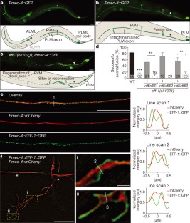 EFF-1-mediated regenerative axonal fusion requires components of the ...