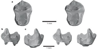 Eocene primates of South America and the African origins of New World ...