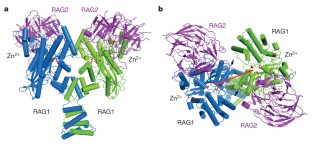 Crystal structure of the V(D)J recombinase RAG1–RAG2 | Nature