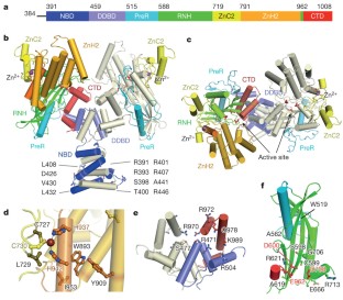Crystal structure of the V(D)J recombinase RAG1–RAG2 | Nature
