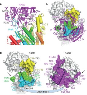 Crystal structure of the V(D)J recombinase RAG1–RAG2 | Nature