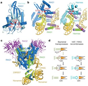 Crystal structure of the V(D)J recombinase RAG1–RAG2 | Nature