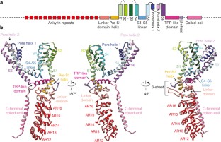 Structure of the TRPA1 ion channel suggests regulatory mechanisms | Nature
