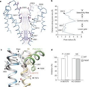 Structure of the TRPA1 ion channel suggests regulatory mechanisms | Nature