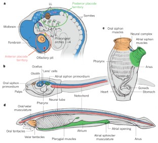 A new heart for a new head in vertebrate cardiopharyngeal evolution ...