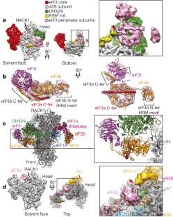 Structure of mammalian eIF3 in the context of the 43S preinitiation ...