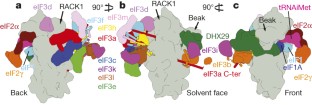 Structure of mammalian eIF3 in the context of the 43S preinitiation ...