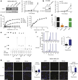CDA directs metabolism of epigenetic nucleosides revealing a ...