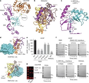 Structure of a HOIP/E2~ubiquitin complex reveals RBR E3 ligase ...