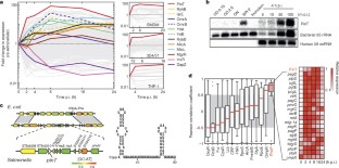 Dual RNA-seq unveils noncoding RNA functions in host–pathogen interactions | Nature