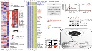 Dual RNA-seq unveils noncoding RNA functions in host–pathogen interactions | Nature