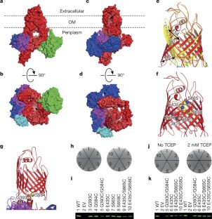 Structural basis of outer membrane protein insertion by the BAM complex ...