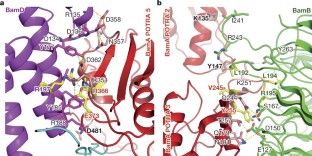 Structural basis of outer membrane protein insertion by the BAM complex ...
