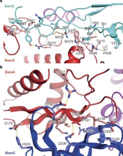 Structural basis of outer membrane protein insertion by the BAM complex ...