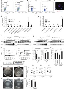 Lypd8 promotes the segregation of flagellated microbiota and colonic ...