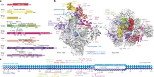 Transcription initiation complex structures elucidate DNA opening | Nature