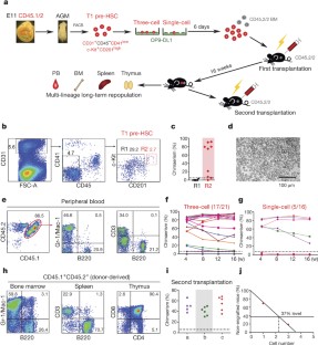 Tracing haematopoietic stem cell formation at single-cell resolution ...