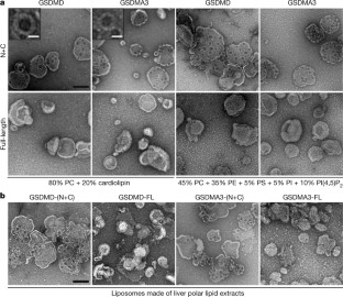 Pore-forming activity and structural autoinhibition of the gasdermin ...
