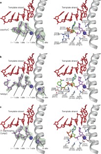 The mechanism of RNA 5′ capping with NAD + , NADH and desphospho-CoA ...