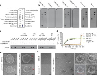 Inflammasome-activated gasdermin D causes pyroptosis by forming ...
