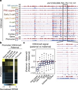 Allelic reprogramming of the histone modification H3K4me3 in early ...