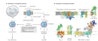Unravelling biological macromolecules with cryo-electron microscopy ...