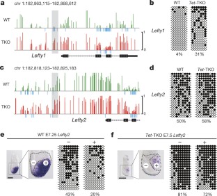 TET-mediated DNA demethylation controls gastrulation by regulating ...