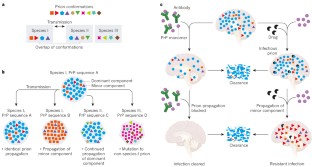 Mammalian prions and their wider relevance in neurodegenerative ...