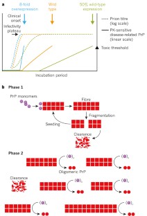 Mammalian prions and their wider relevance in neurodegenerative ...