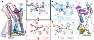 Structure of CC chemokine receptor 2 with orthosteric and allosteric ...