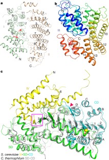 Molecular mechanism for the regulation of yeast separase by securin ...