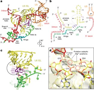 Cryo-EM structure of a human spliceosome activated for step 2 of ...