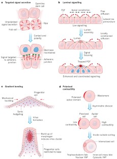 From morphogen to morphogenesis and back | Nature