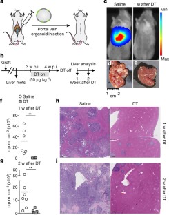 A distinct role for Lgr5 + stem cells in primary and metastatic colon ...