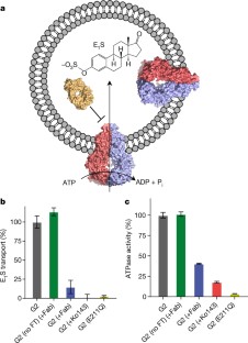 Structure of the human multidrug transporter ABCG2 | Nature