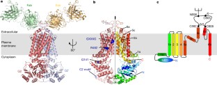 Structure of the human multidrug transporter ABCG2 | Nature