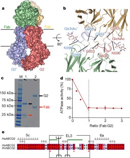 Structure of the human multidrug transporter ABCG2 | Nature