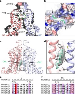 Structure of the human multidrug transporter ABCG2 | Nature