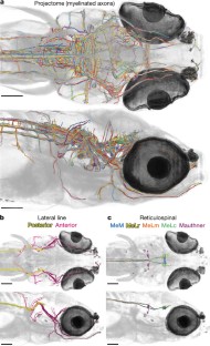 Whole-brain serial-section electron microscopy in larval zebrafish | Nature