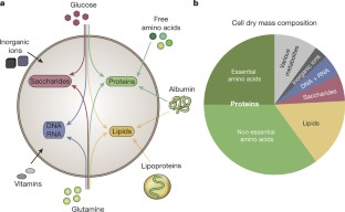 Nutrient acquisition strategies of mammalian cells | Nature